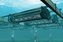 Seapa Superior Oyster Farming Equipment