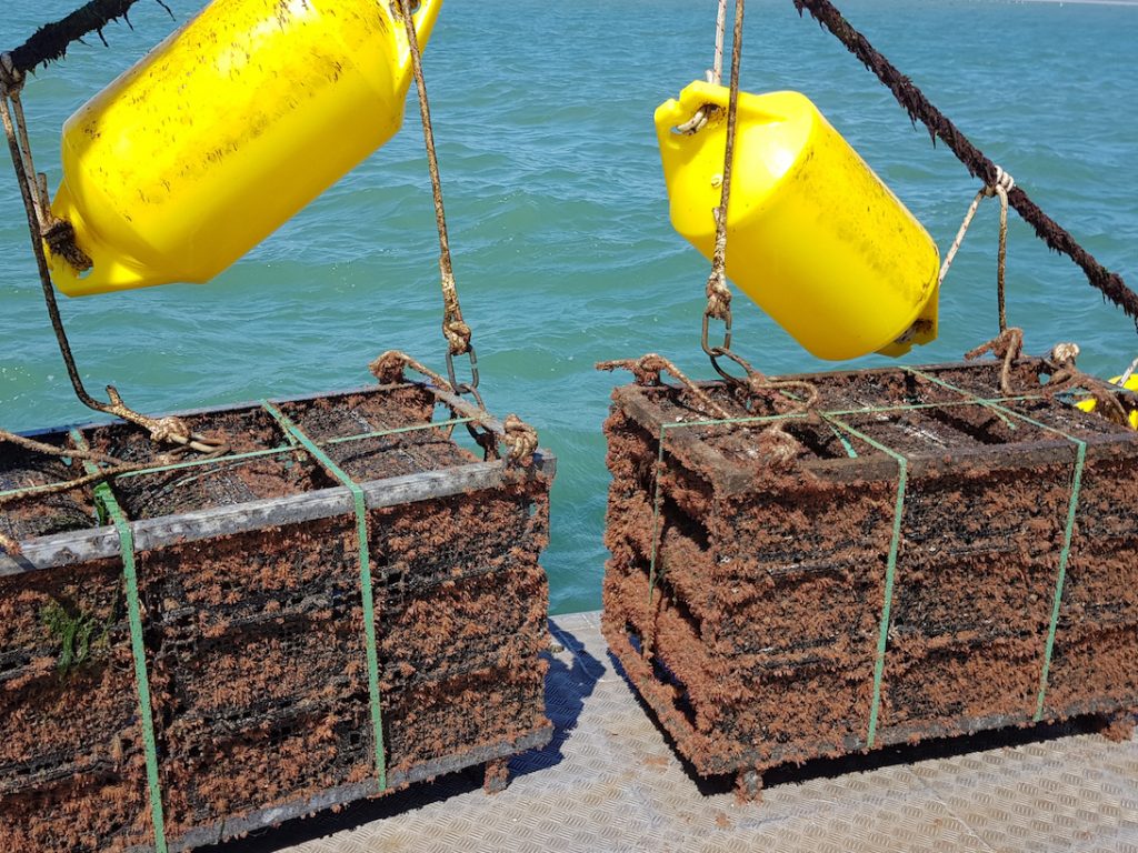 FARMING SYSTEMS | Seapa Australia oyster basket system designs