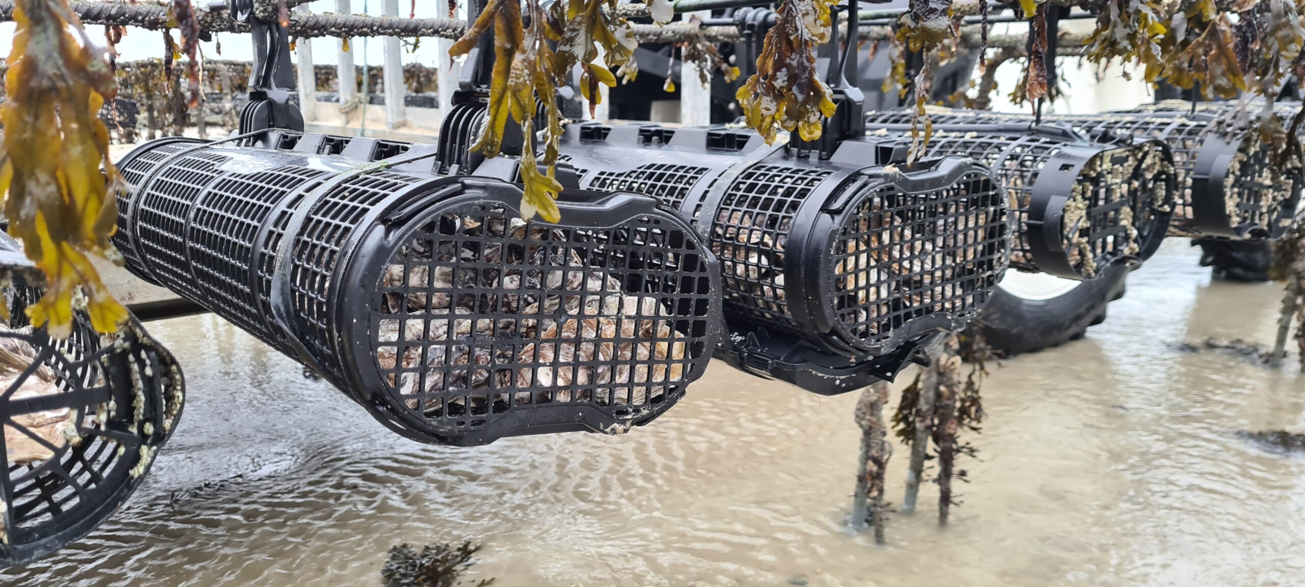 Introducing the GTX Basket - SEAPA's Next-Generation Oyster Growing ...